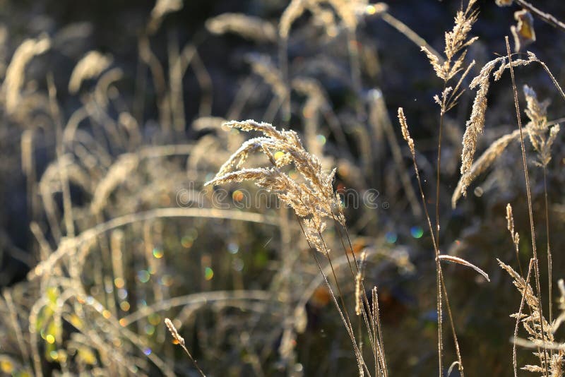 Dry Grass with Natural Morning Light Stock Photo - Image of background ...