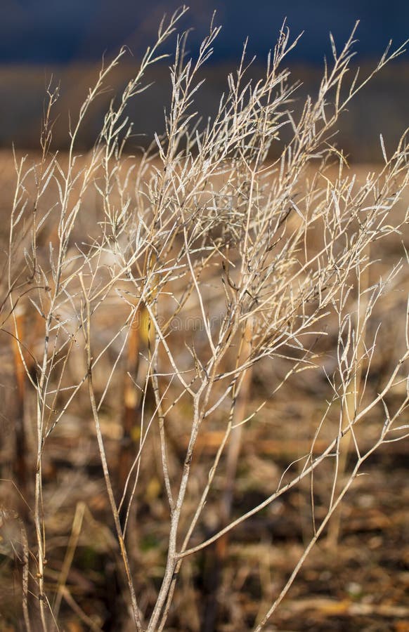 Dry Grass in Nature in the Fall Stock Photo - Image of meadow, cluster ...
