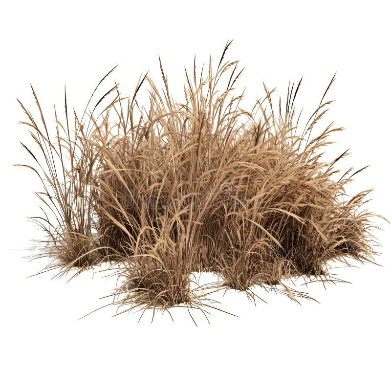 Dry Grass Overlays Transparent Background Stock Illustration ...