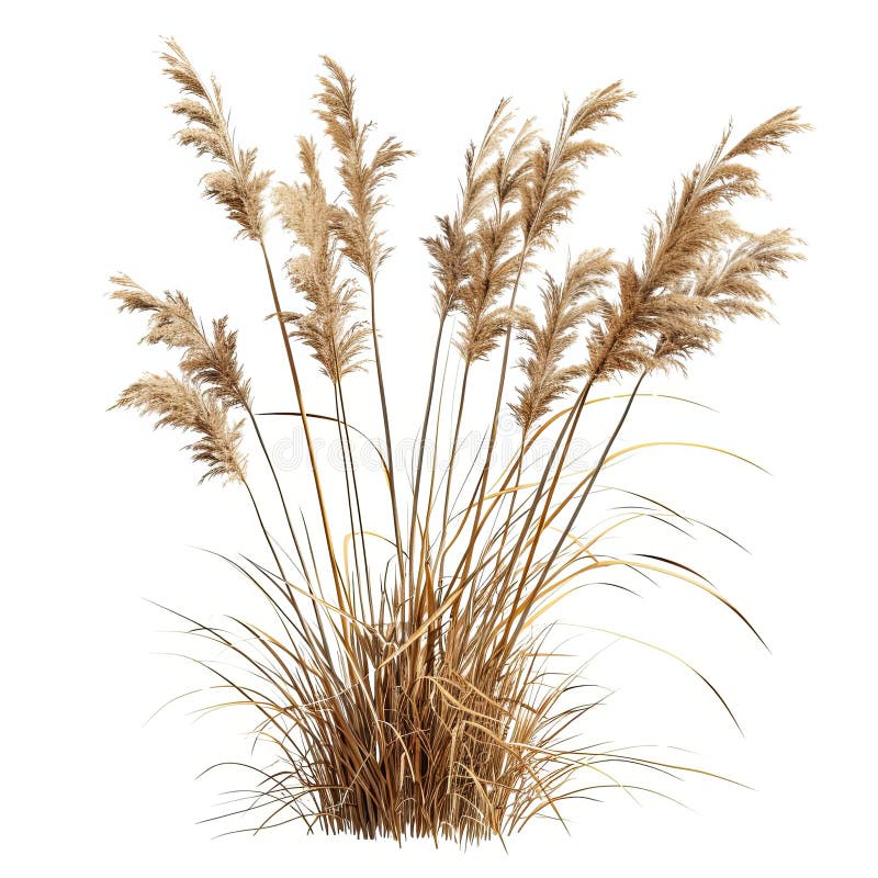 Dry Grass Overlays Transparent Background Stock Illustration ...