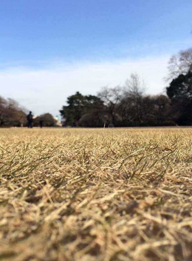 Dry grass park stock image. Image of soft, field, park - 51028783