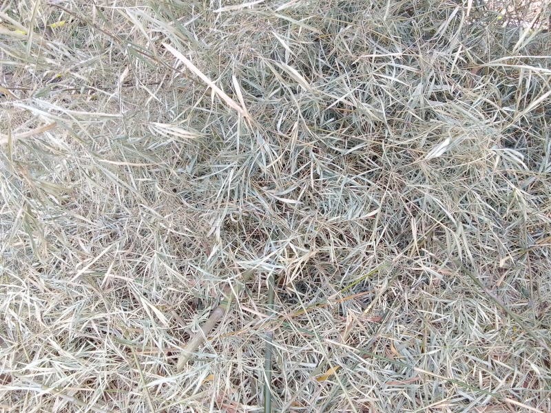 Dry Grass Patches are Areas of Unhealthy Grass Stock Image - Image of ...