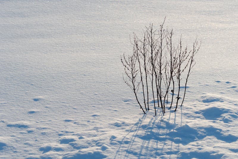 Dry Grass in Pure White Snow in Winter Stock Photo - Image of cold ...