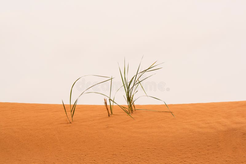 Dry grass on the sand stock photo. Image of arid, summer - 34372958