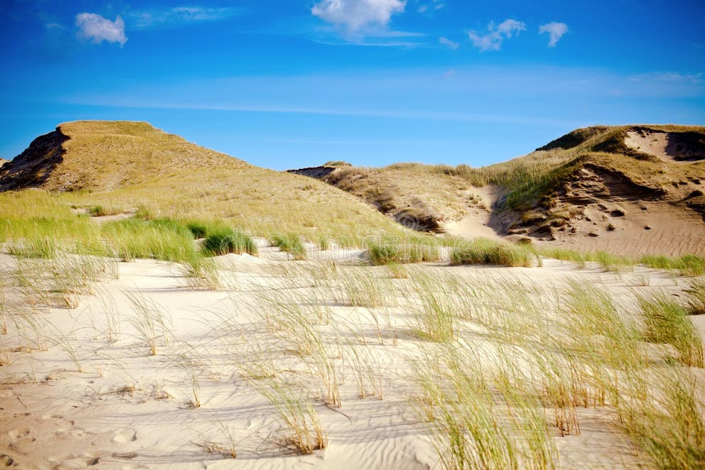 Dry Grass and Sandy Dunes stock photo. Image of curonian - 30766266