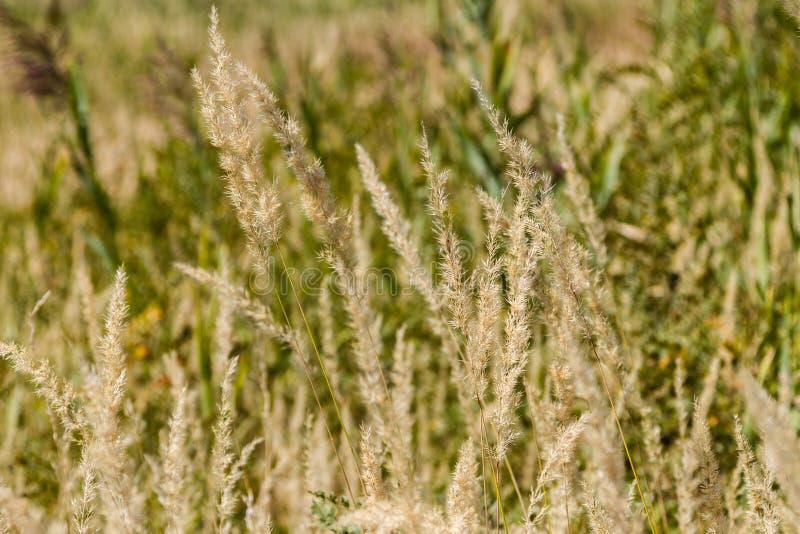 Dry grass sedge stock photo. Image of plant, bright - 100623374
