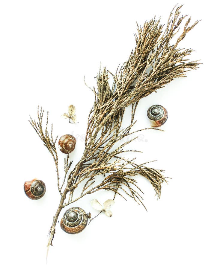 Dry Grass and Shells Gold Color Stock Image - Image of bush, fall ...