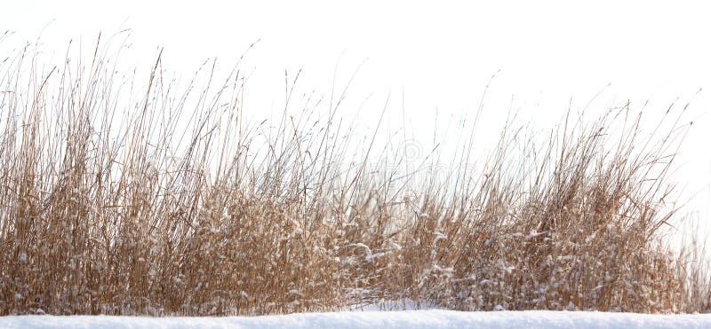 Dry Grass in the Snow in Winter Stock Photo - Image of february, frozen ...