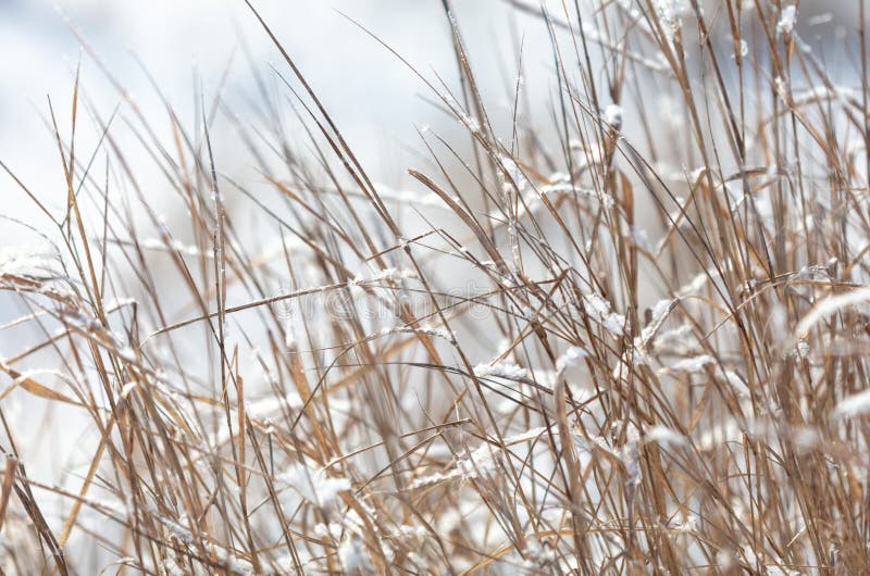 Dry Grass in the Snow in Winter Stock Photo - Image of covered, meadow ...