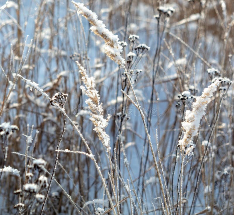 Dry Grass in the Snow in Winter Stock Photo - Image of outdoor, cold ...