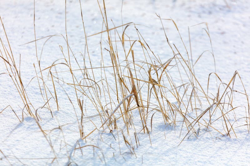 Dry Grass in the Snow in Winter. Stock Image - Image of weather ...