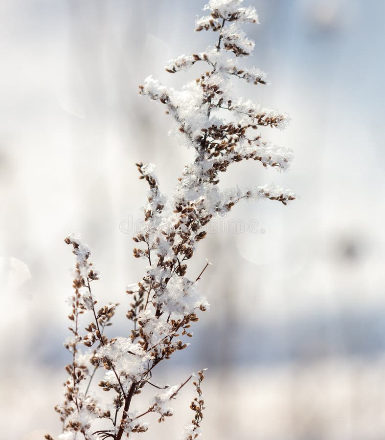 Dry Grass in the Snow in Winter Stock Photo - Image of plant, field ...