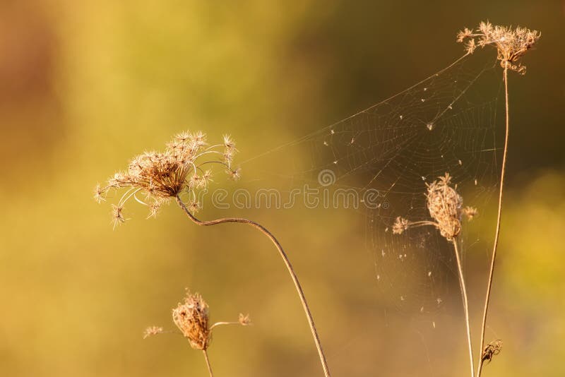 Dry Grass with Spider Web Illuminated by Sunset Stock Image - Image of ...
