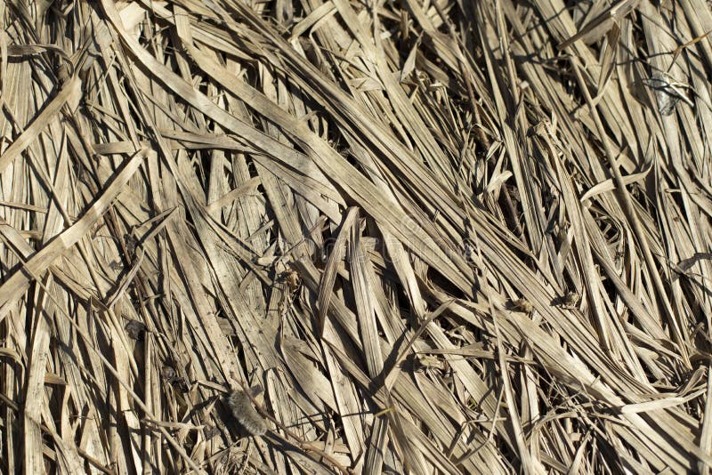 Dry Grass in Spring. Plant Texture Stock Image - Image of crop, dried ...