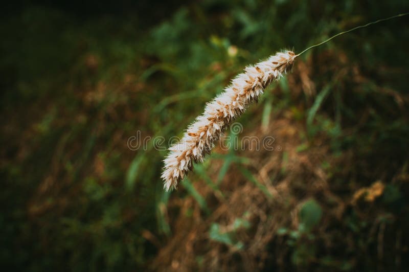 Dry Grass with Fluff in the Field Stock Photo - Image of abstract ...