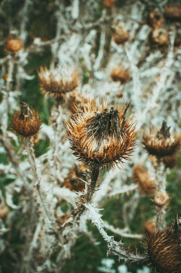 Dry Grass with Thorns in the Field Stock Image - Image of nature, stem ...