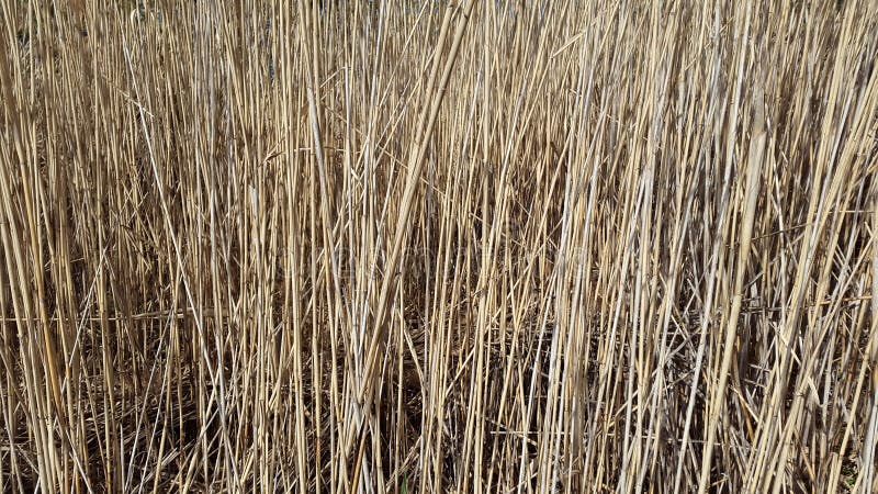 Dry Grass. Dry Grass Stems. Dead Reed Stock Image - Image of life ...