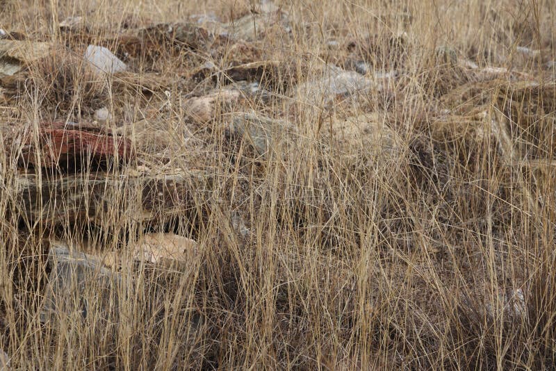 Dry Grass on a Stony Field, Scattered Stones in Dry Grass. Stock Image ...