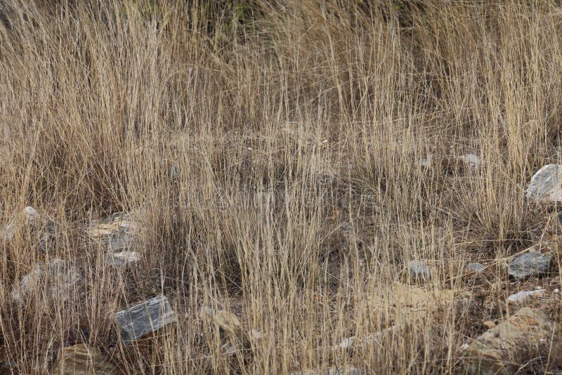 Dry Grass on a Stony Field, Scattered Stones in Dry Grass. Stock Image ...