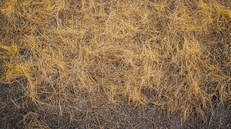 Dry Grass and Straw Scattered on the Ground in a Rural Setting during ...
