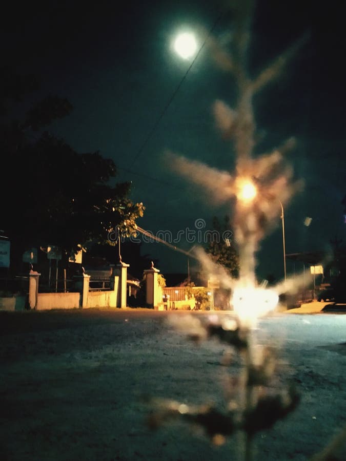 Dry grass with moonlight stock photo. Image of street - 220261516