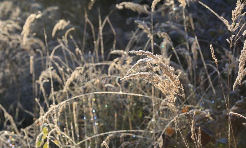 Dry grass in sun light stock image. Image of bright - 164962595