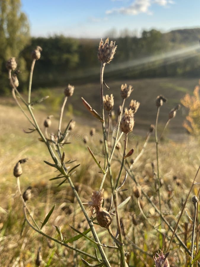Dry Grass in the Sun S Rays Stock Image - Image of crop, hill: 260859637