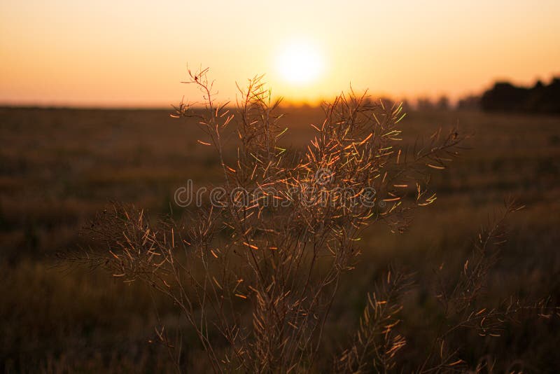The Dry Grass Sunrise, Sunny Weather Stock Image - Image of grass ...