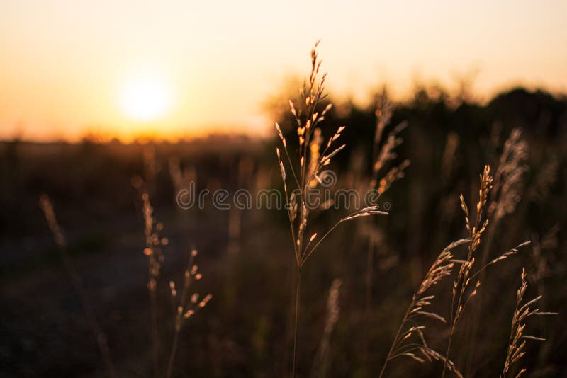The Dry Grass Sunrise, Sunny Weather Stock Image - Image of agriculture ...