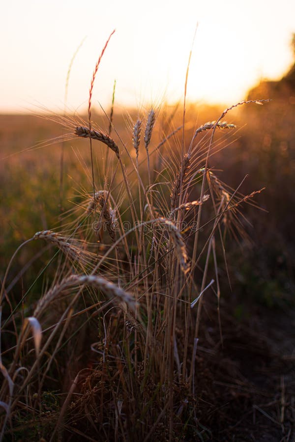 The Dry Grass Sunrise, Sunny Weather Stock Photo - Image of blue ...