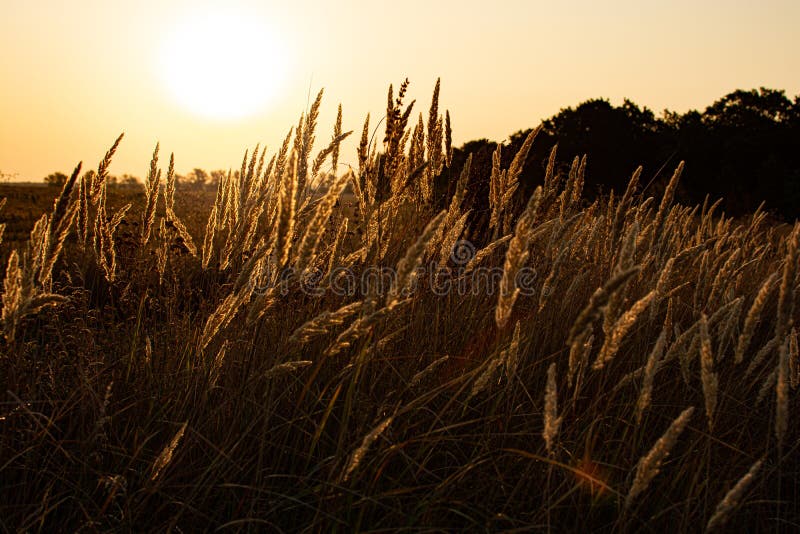 The Dry Grass Sunrise, Sunny Weather Stock Image - Image of rural ...