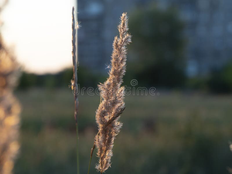 Dry Grass Swaying in the Wind Stock Photo - Image of flora, floral ...