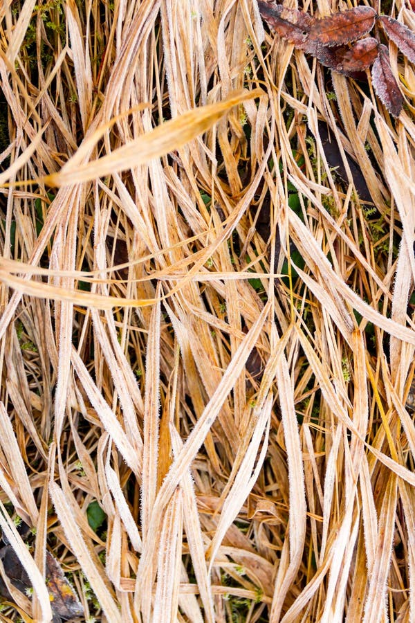 Dry grass stock image. Image of grass, macro, brown, design - 63216669