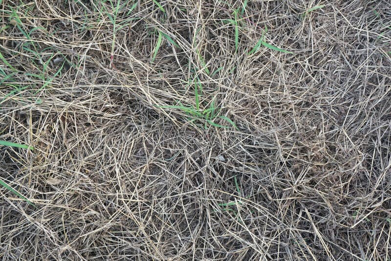 Dry Grass Texture in Country Farm Stock Photo - Image of hayrick ...