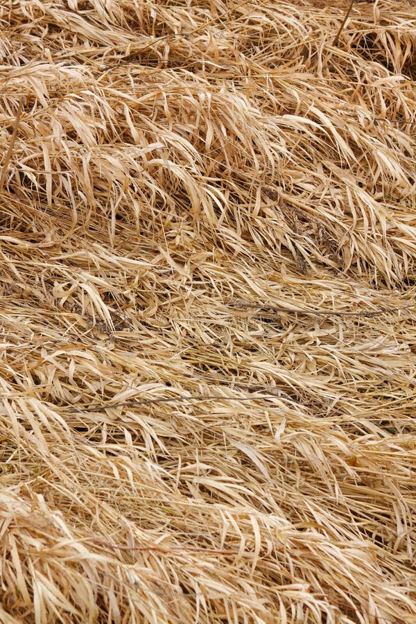Dry grass texture stock image. Image of grass, grassy - 117809429