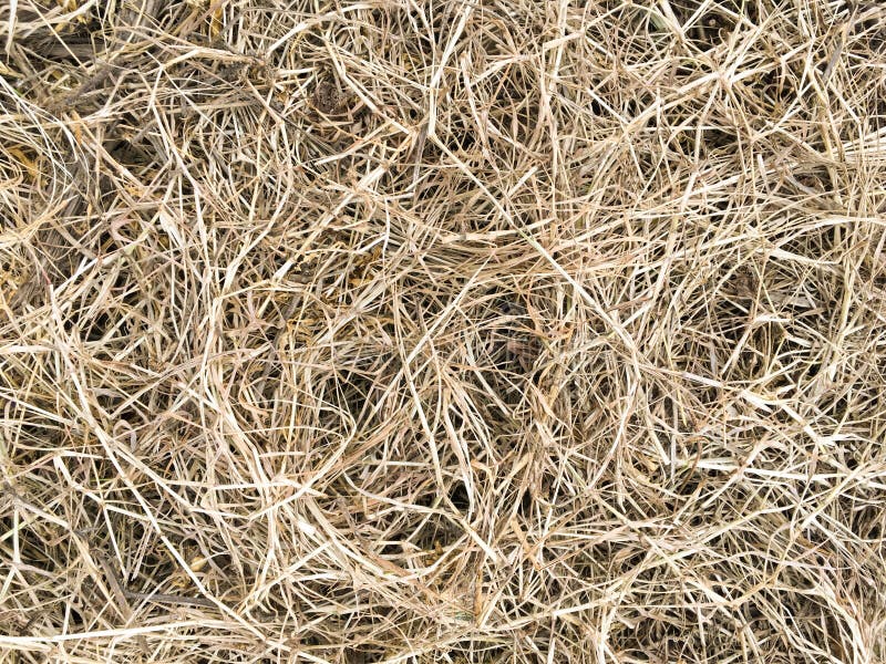 Dry grass texture stock image. Image of leaf, weed, texture - 93805563