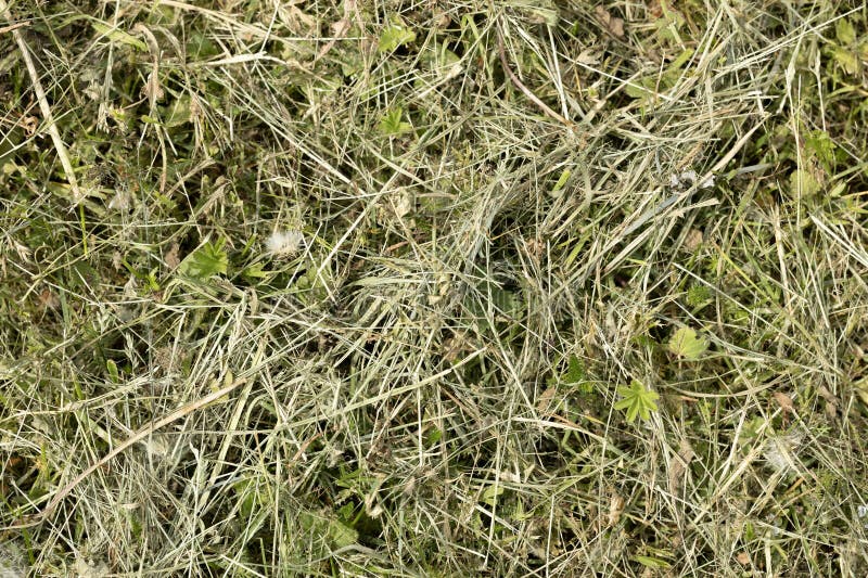 Dry Grass Texture with Scattered Green Leaves. the Background Features ...