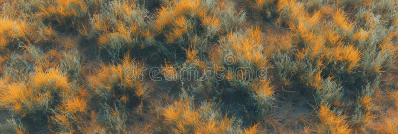 Dry Grass Texture Showing Yellowed Tips and Sparse Appearance from a ...