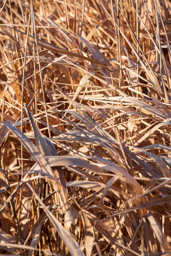 Dry Grass Texture in Winter Sunlight Stock Photo - Image of harvest ...