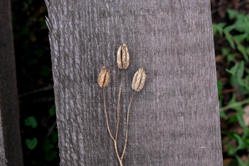 Dry Grass on a Tree. Thin Trunks with Buds Full of Seeds Stock Image ...