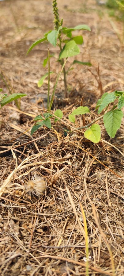 Dry Grass Waiting for Rain and There are Still Surviving Alive Stock ...
