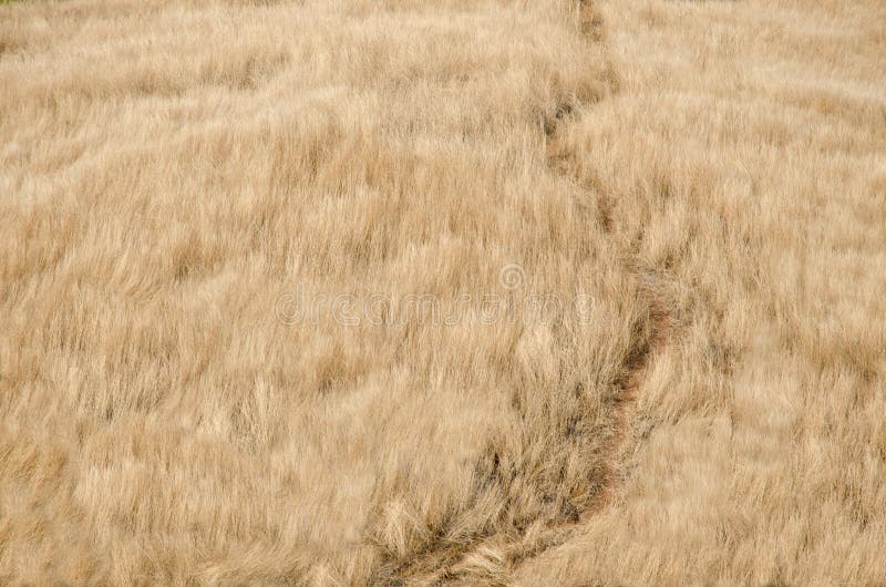 Texture of Dry Grass in the Field Stock Photo - Image of landscape ...
