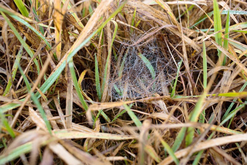 Dry Grass and Web in Spring Stock Image - Image of nature, outdoors ...