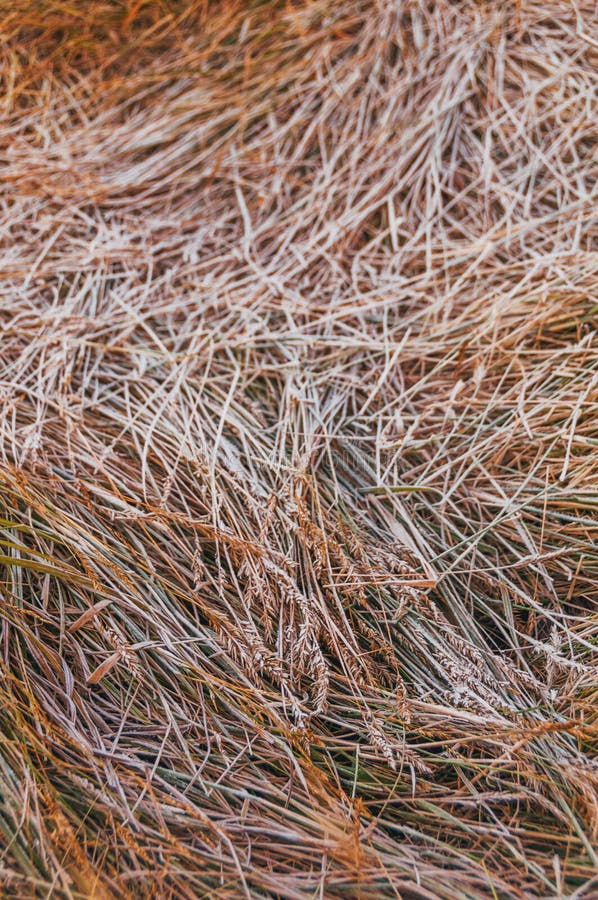 Dry Grass White with Frost Texture. Morning in Fall Concept Stock Photo ...