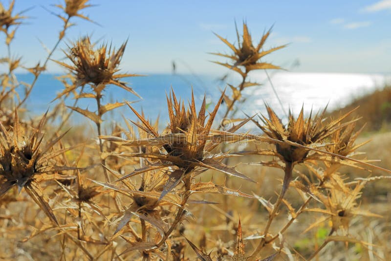 Dry Bush on the Wild Coast of the Sea. Stock Image - Image of closeup ...