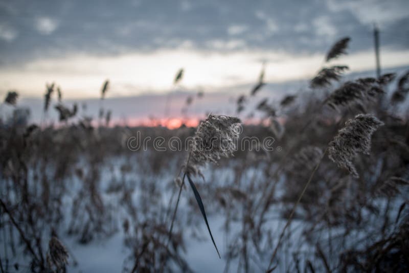 The Dry Grass in the Winter Field Bent in the Wind Against the Setting ...