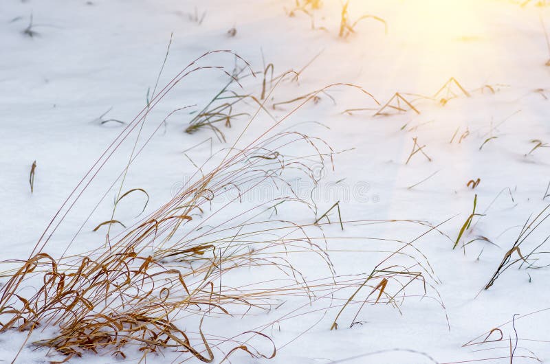 Dry grass winter morning stock image. Image of winter - 65279731