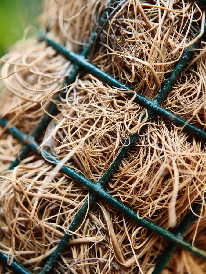 Dry Grass in Wire Mesh stock image. Image of wire, bird - 327260963