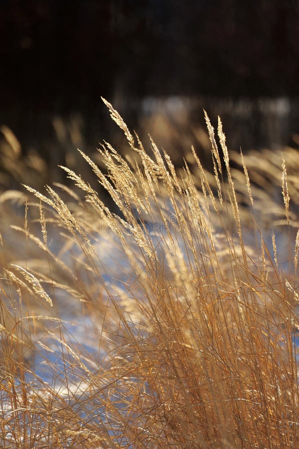 89+ Dry grasses Free Stock Photos - StockFreeImages