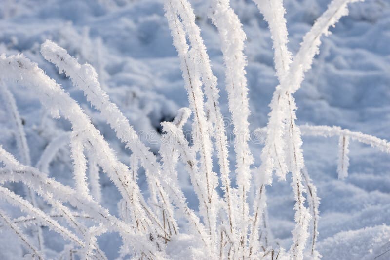 Dry Grasses Covered with Snow in the Freezing Winter Stock Image ...